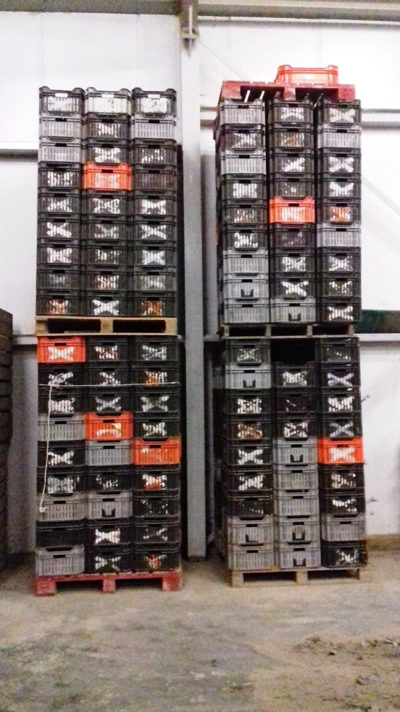 Groente kratten | HB Veilen B.V.