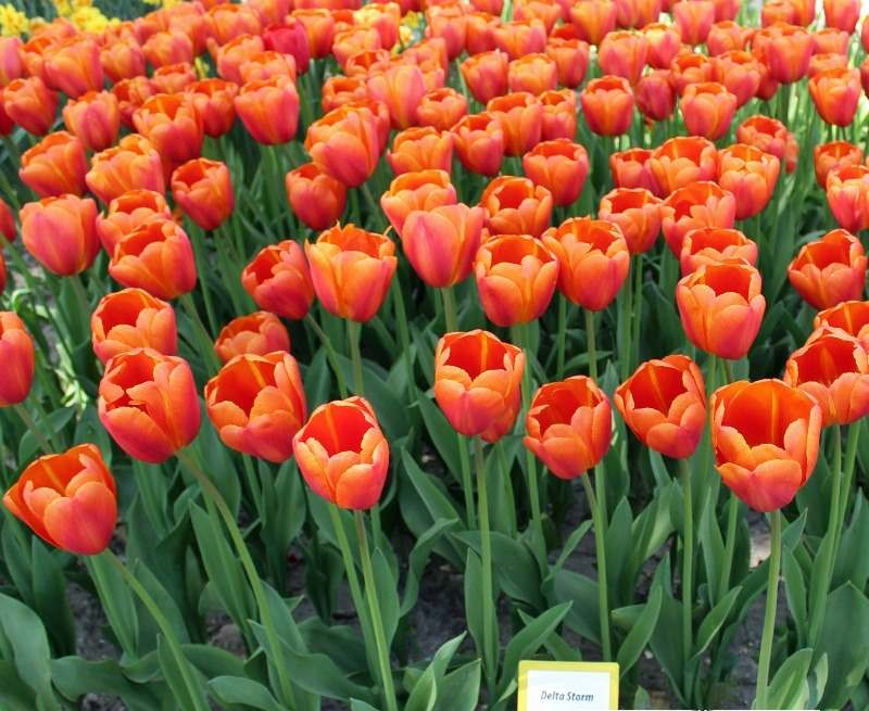 Tulpen plantgoed | HB Veilen B.V.