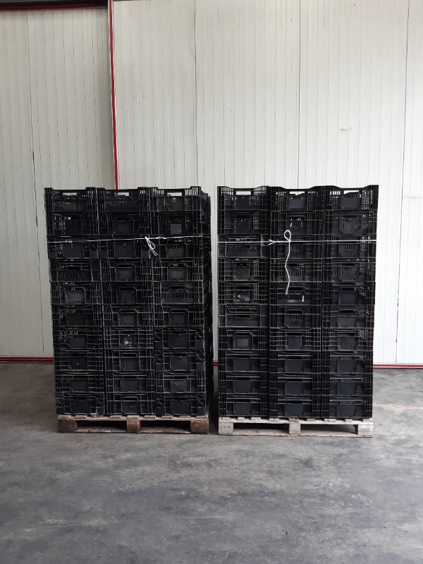 Exportkratten (Tulp) | HB Veilen B.V.