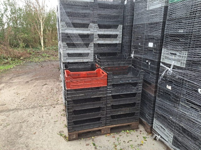 Vaste Planten kratten / Broeibakken | HB Veilen B.V.